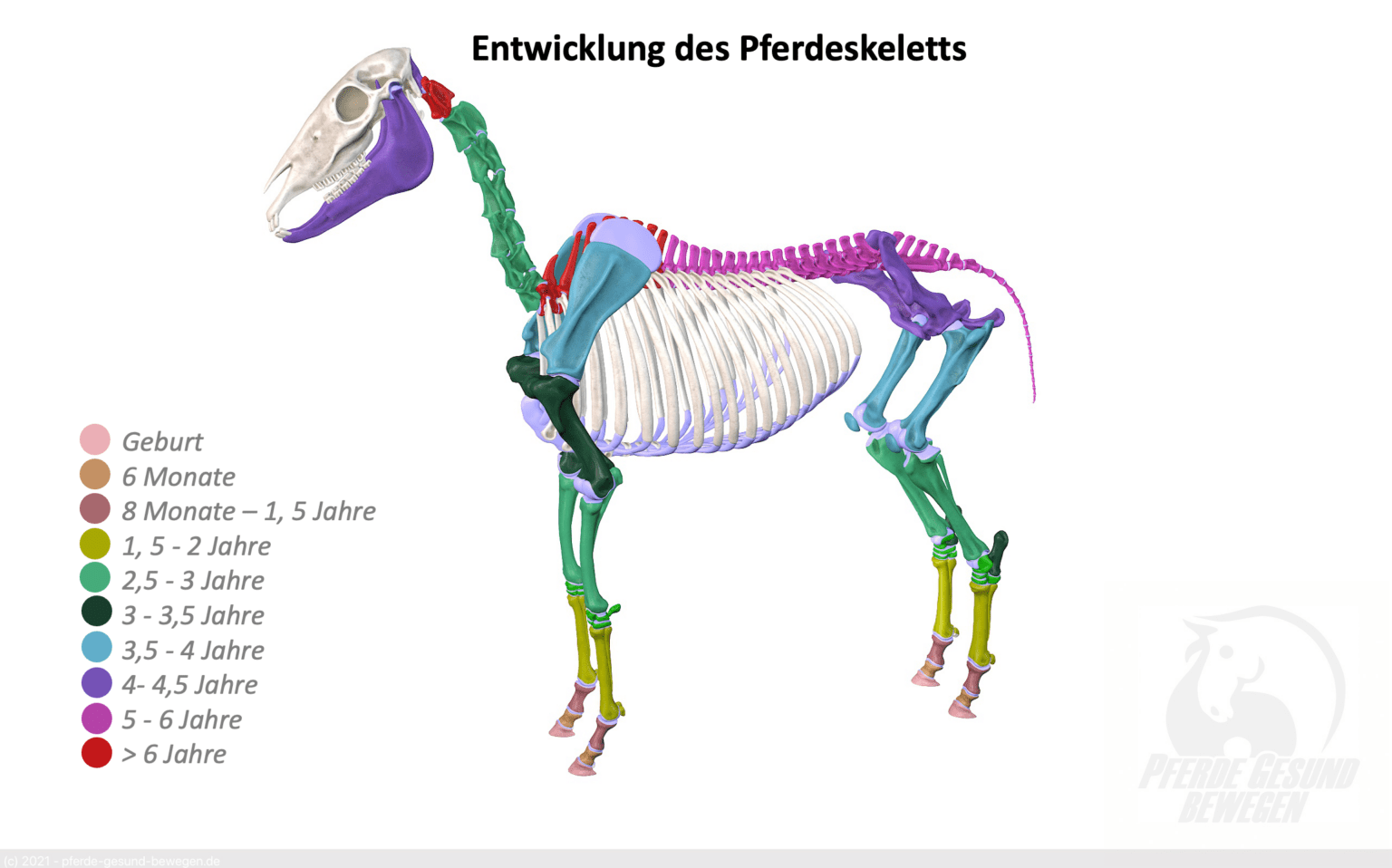 Skelett Pferd - Pferde gesund bewegen