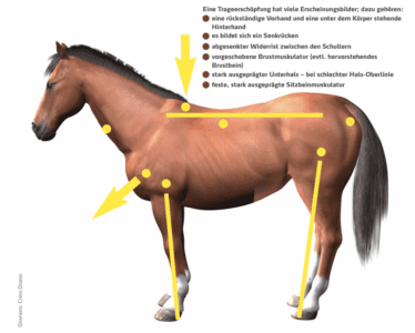 Anatomie Pferd - Pferde gesund bewegen