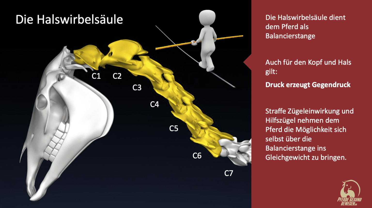 Balance und Gleichgewicht des Pferdes - Anatomie und Biomechanik ...