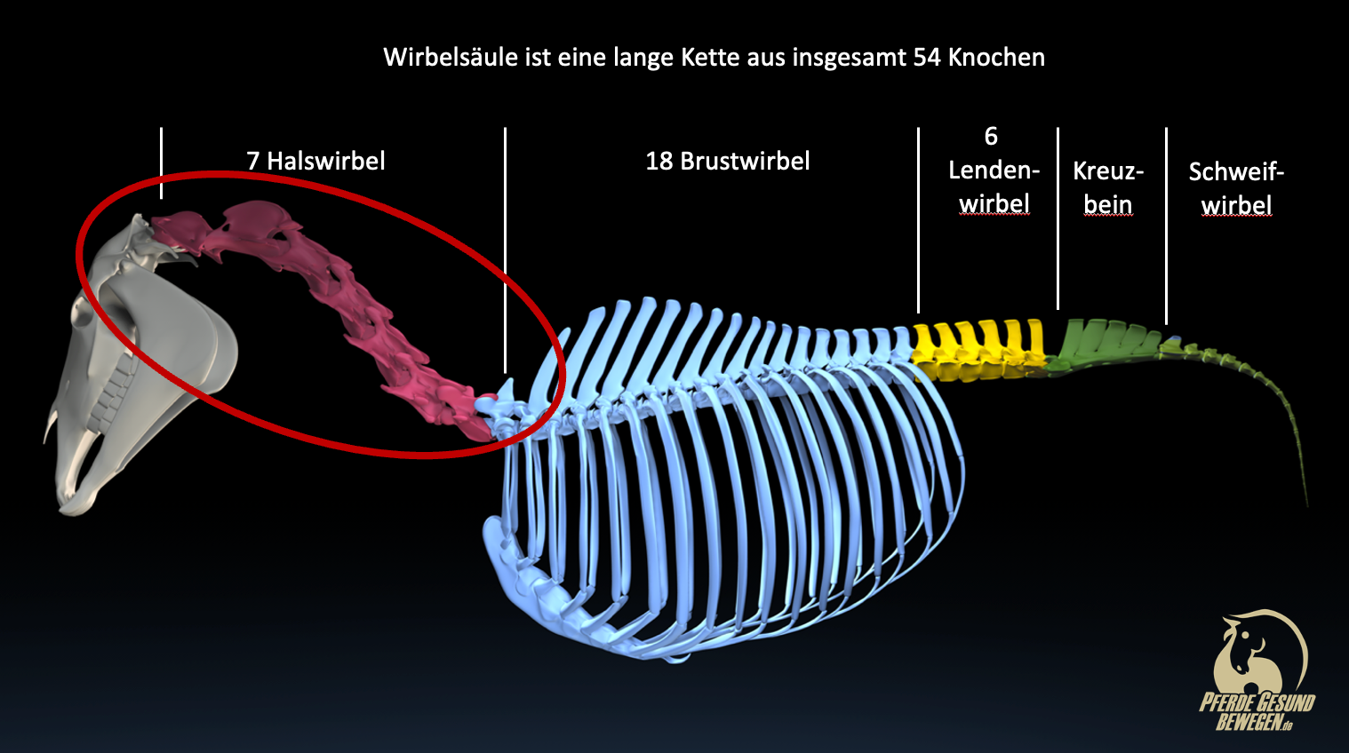 ECVM - Was ist das und welche Probleme haben die Pferde?