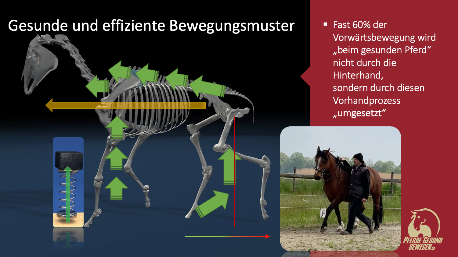 ECVM - Was ist das und welche Probleme haben die Pferde?
