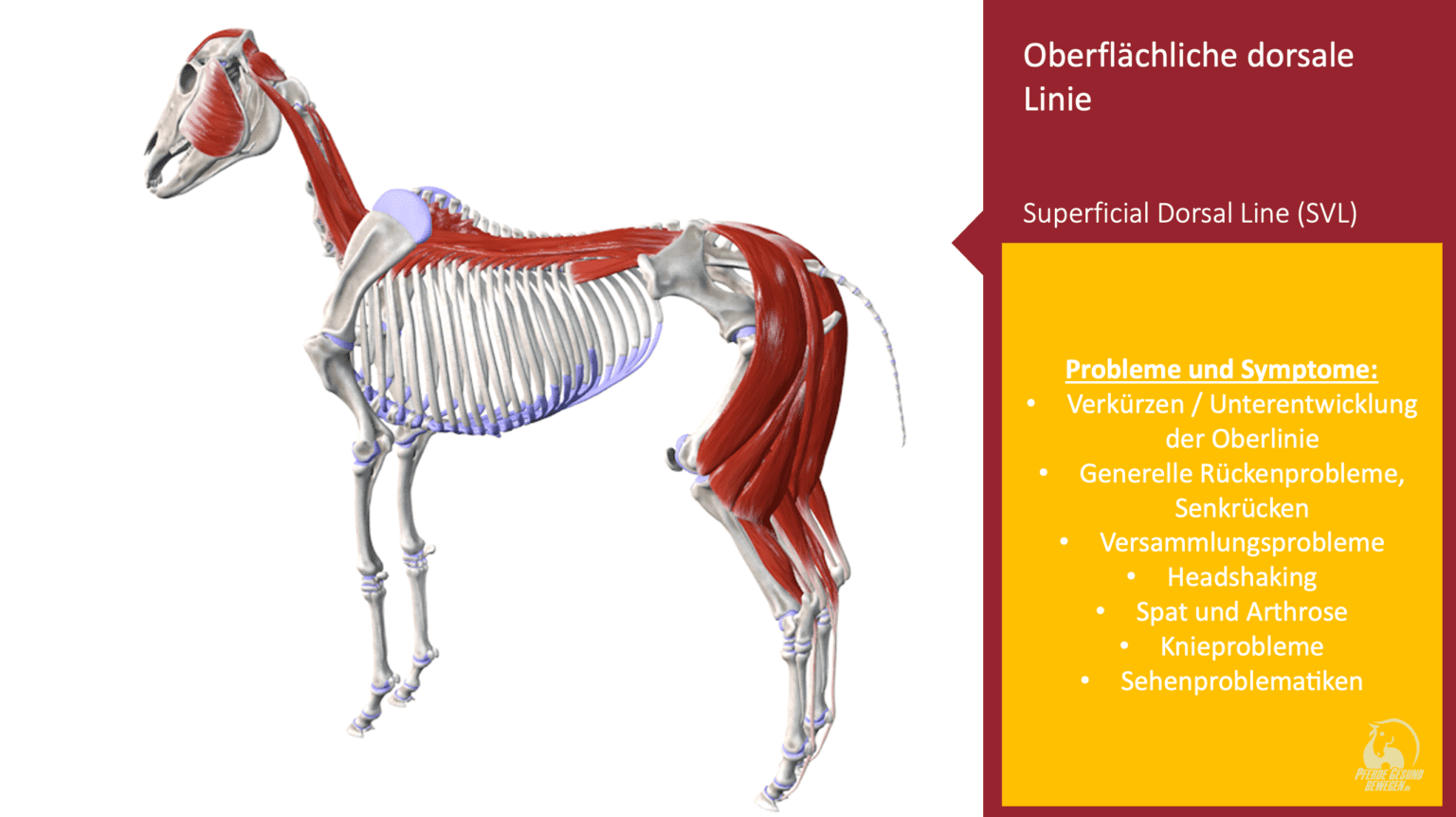 ECVM - Was ist das und welche Probleme haben die Pferde?