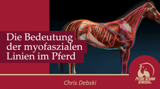 Skelett Pferd - Pferde gesund bewegen
