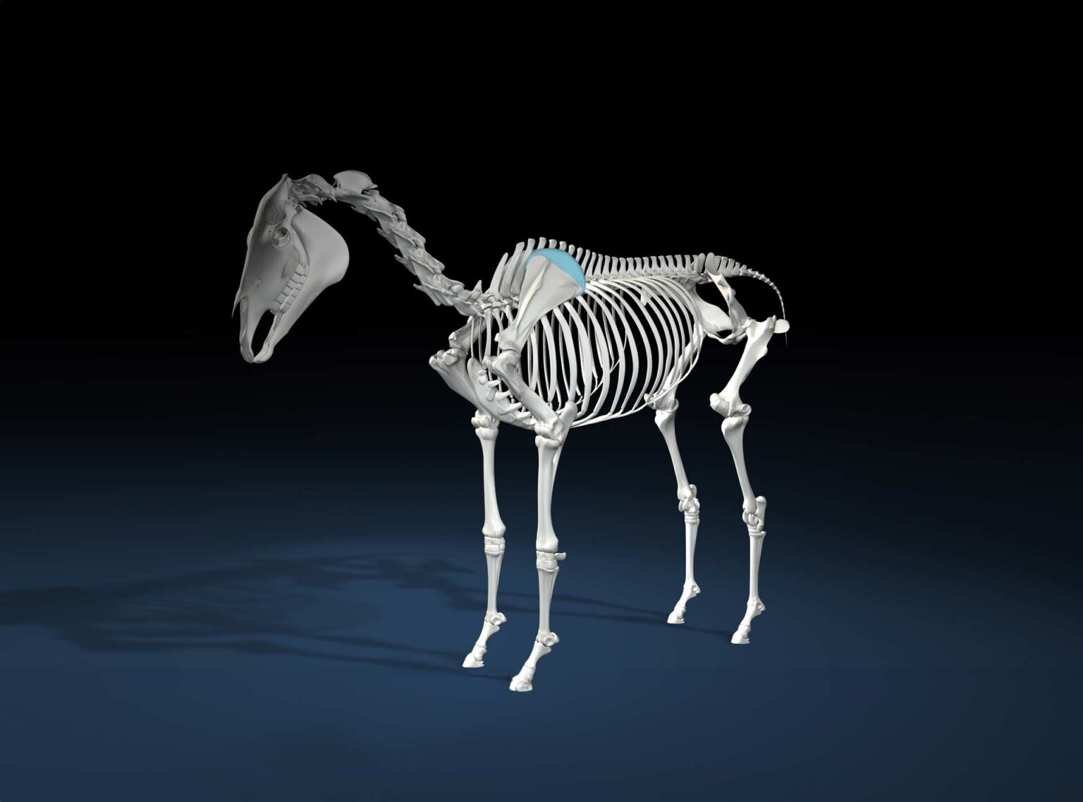 Anatomie Pferd - Pferde gesund bewegen