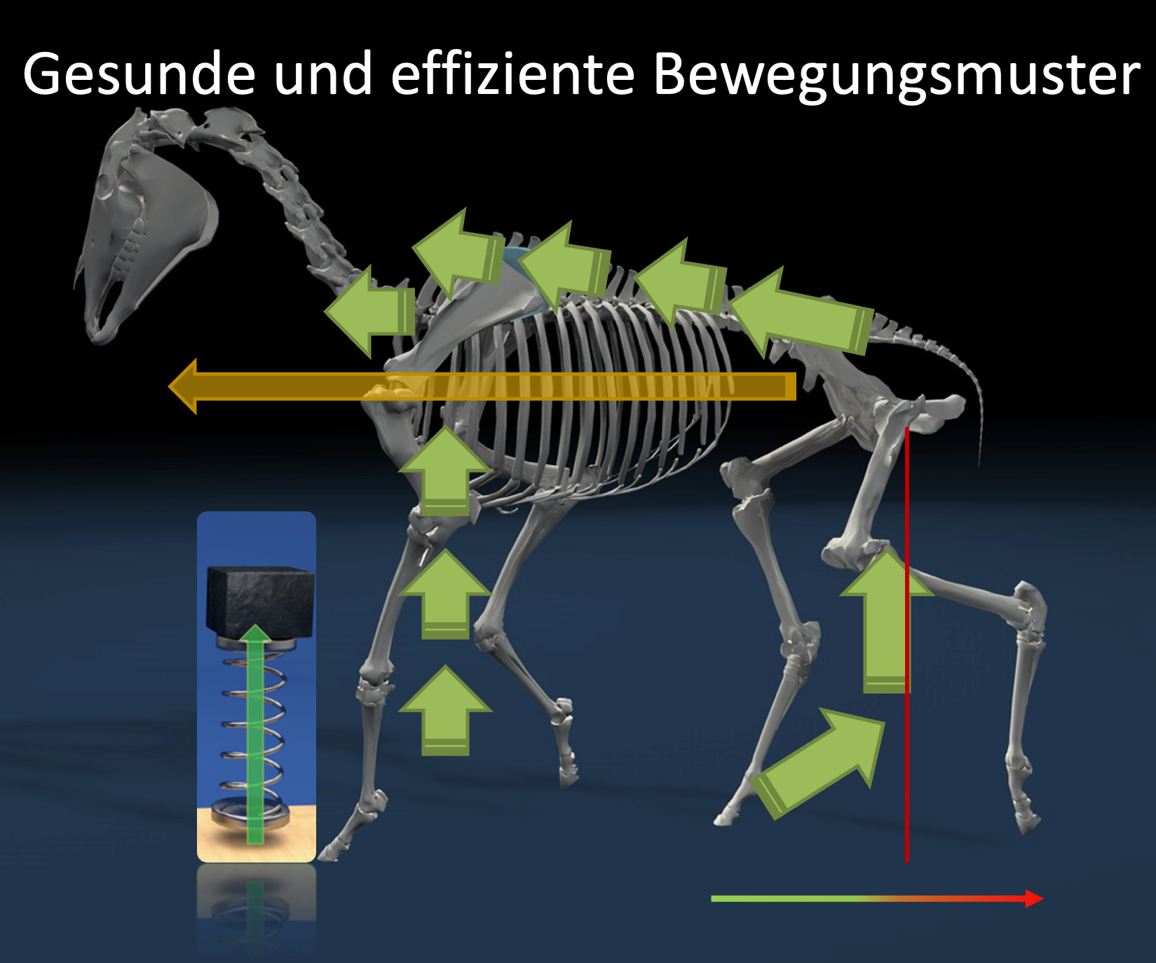 ISG – Das Iliosakralgelenk beim Pferd verstehen - Pferde gesund bewegen