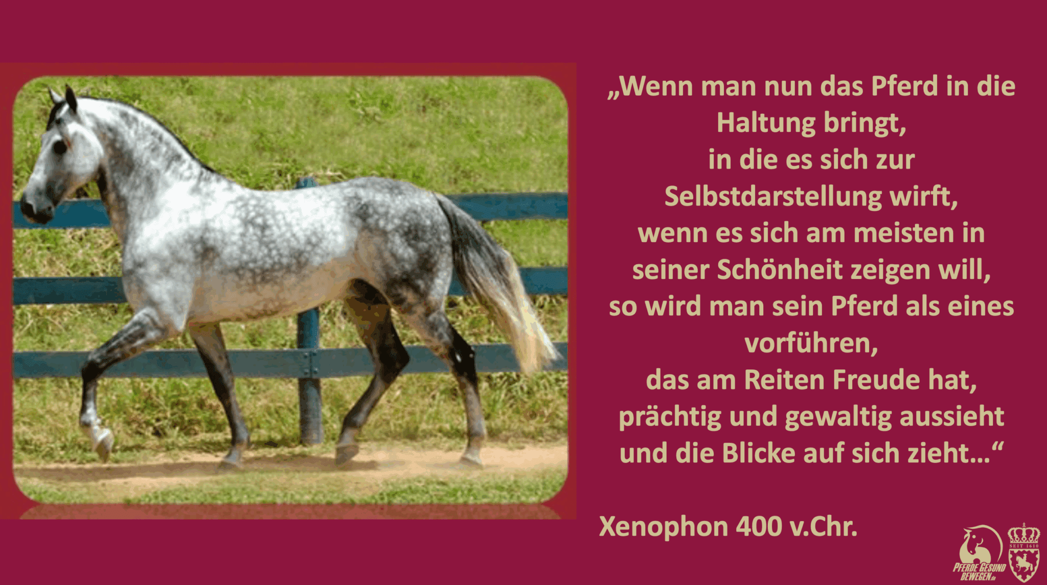ISG – Das Iliosakralgelenk beim Pferd verstehen - Pferde gesund bewegen