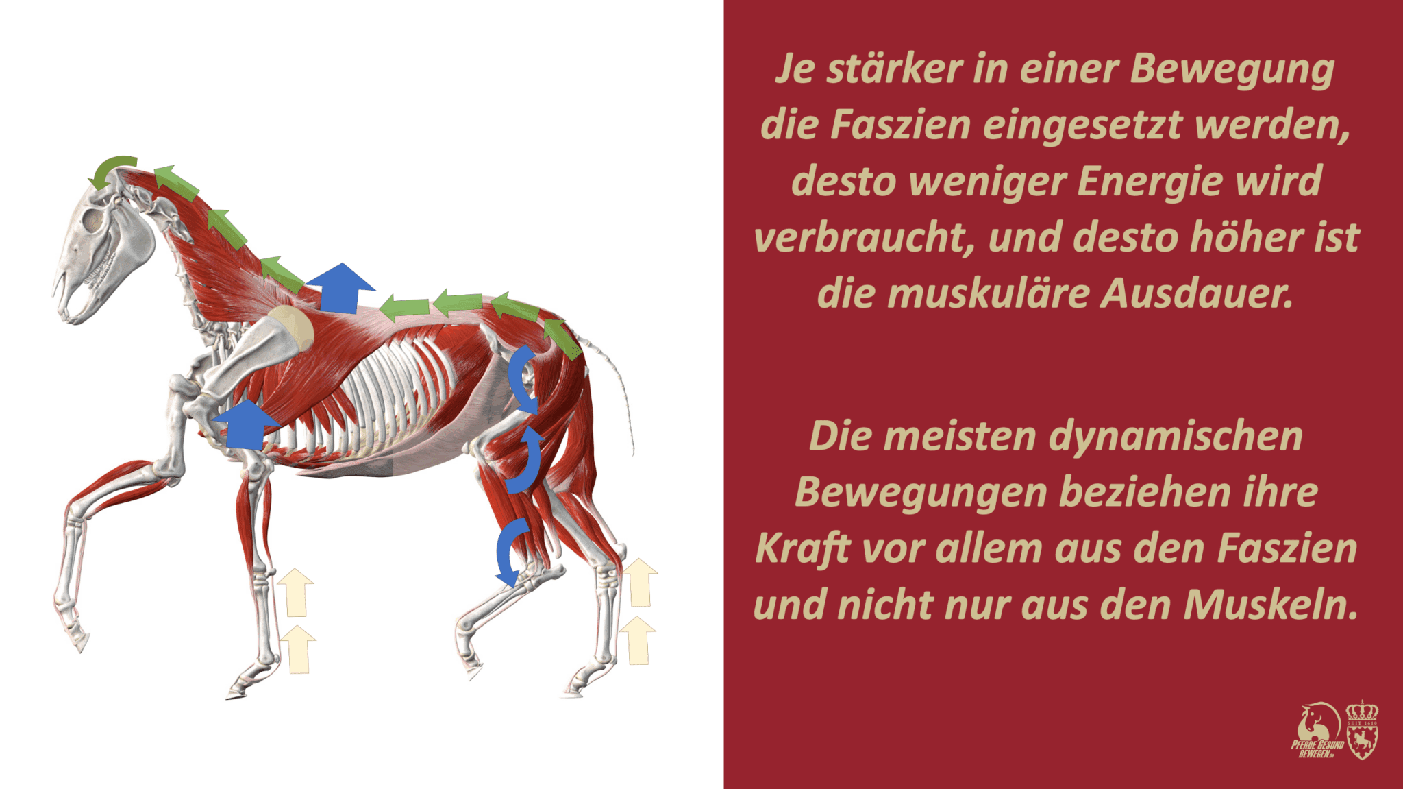 ISG – Das Iliosakralgelenk beim Pferd verstehen - Pferde gesund bewegen