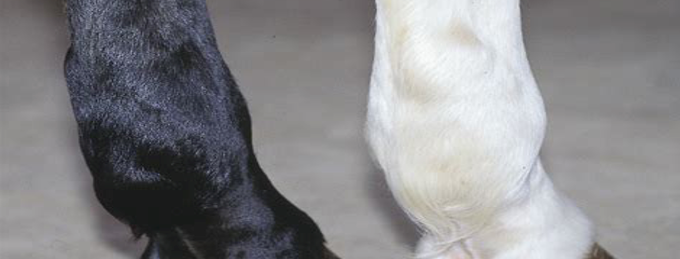 Gallen beim Pferd – Schönheitsfehler oder ernstzunehmendes Warnsignal ...
